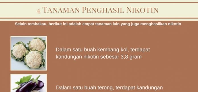 4 Tanaman Penghasil Nikotin - Komunitas Kretek