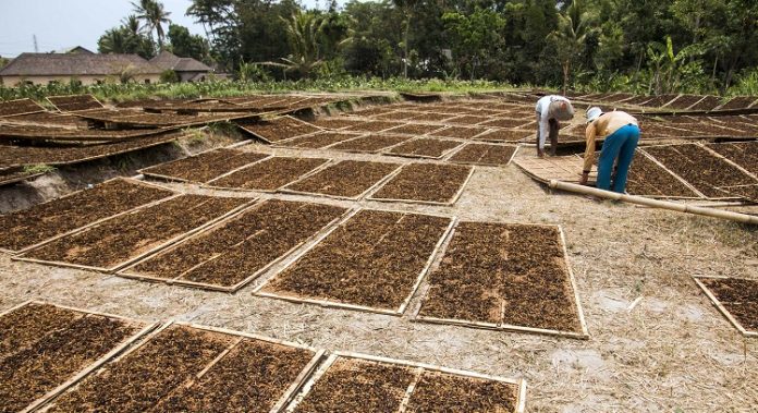 Bahan Baku Rokok; Tentang Tembakau di Indonesia - Komunitas Kretek