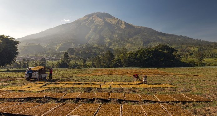 tembakau-rajangan - Komunitas Kretek