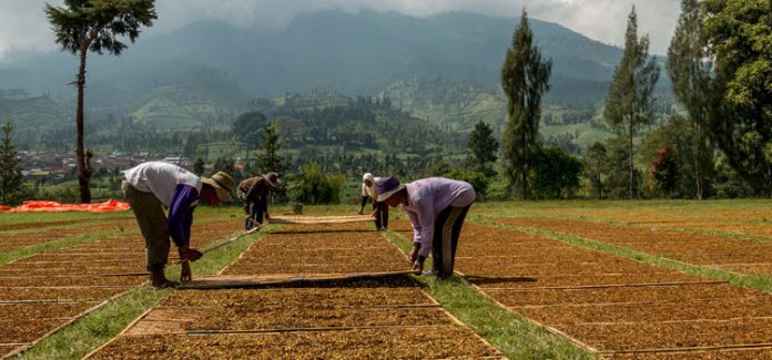 Mengenal Tiga Tradisi di Kalangan Petani Tembakau - Komunitas Kretek