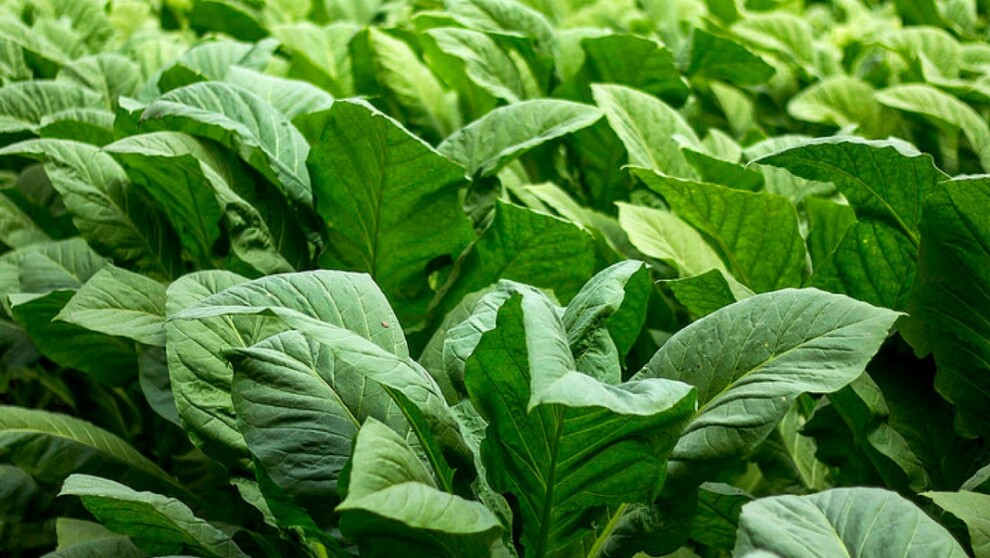 Mengenal Semua Jenis Rokok Di Indonesia - Komunitas Kretek