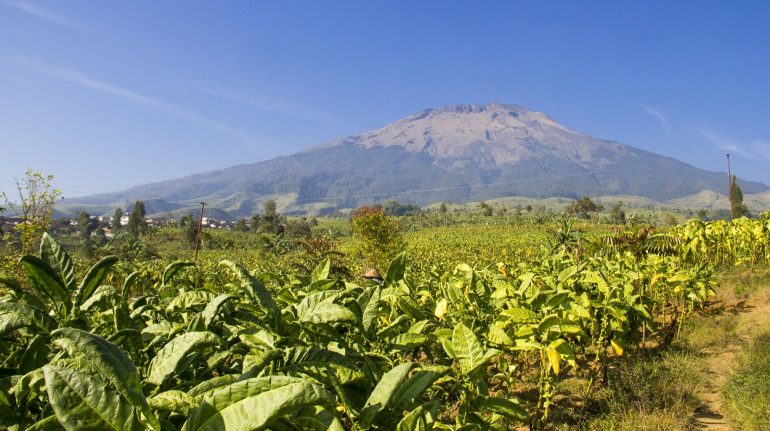 Benih Gratis Bagi Petani Tembakau Temanggung - Komunitas Kretek