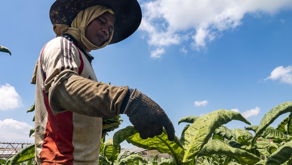 10 Manfaat Rokok Bagi Kesehatan Manusia - Komunitas Kretek